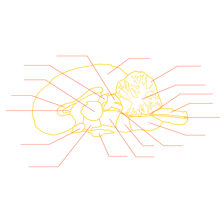 Sagittal Section of Sheep Brain