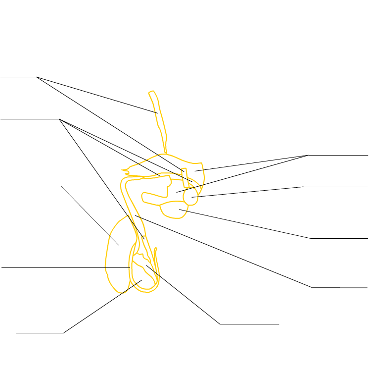 Male Reproductive System I